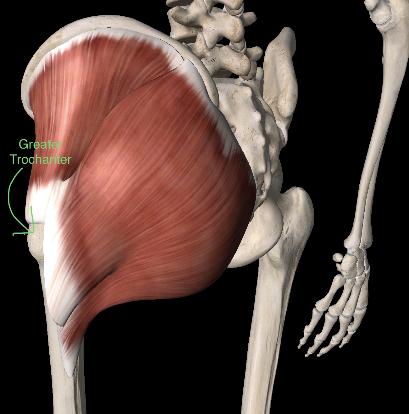 Greater Trochanteric Pain Syndrome: Lateral Hip Pain - Wirthy PT